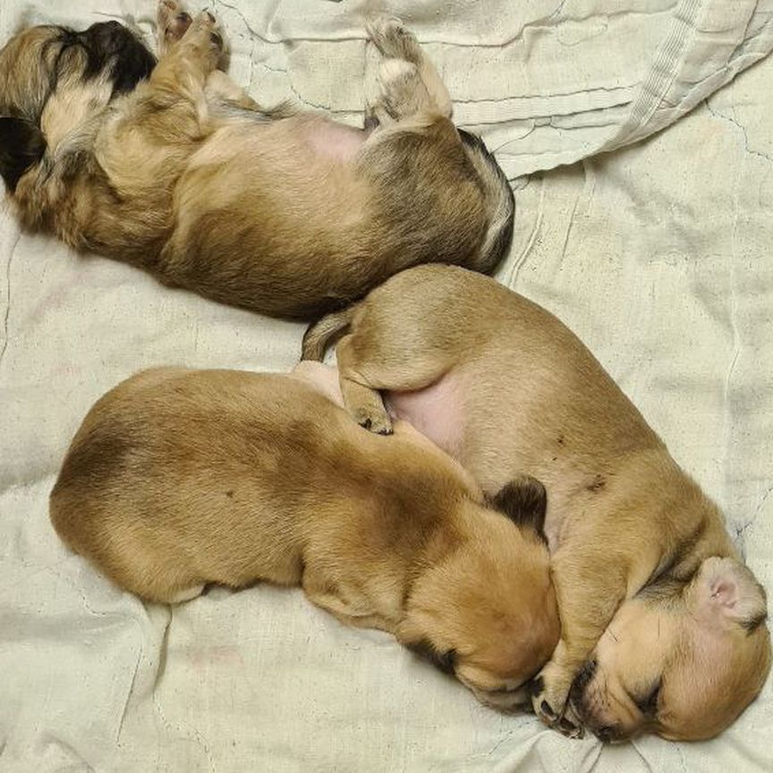 Щенки от маленькой собачки