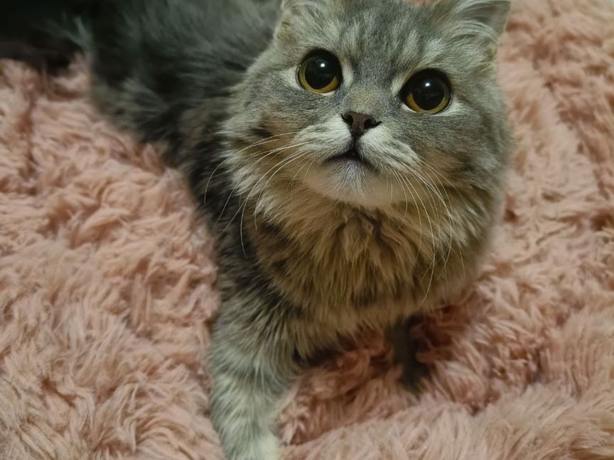 Лежанка для животных
