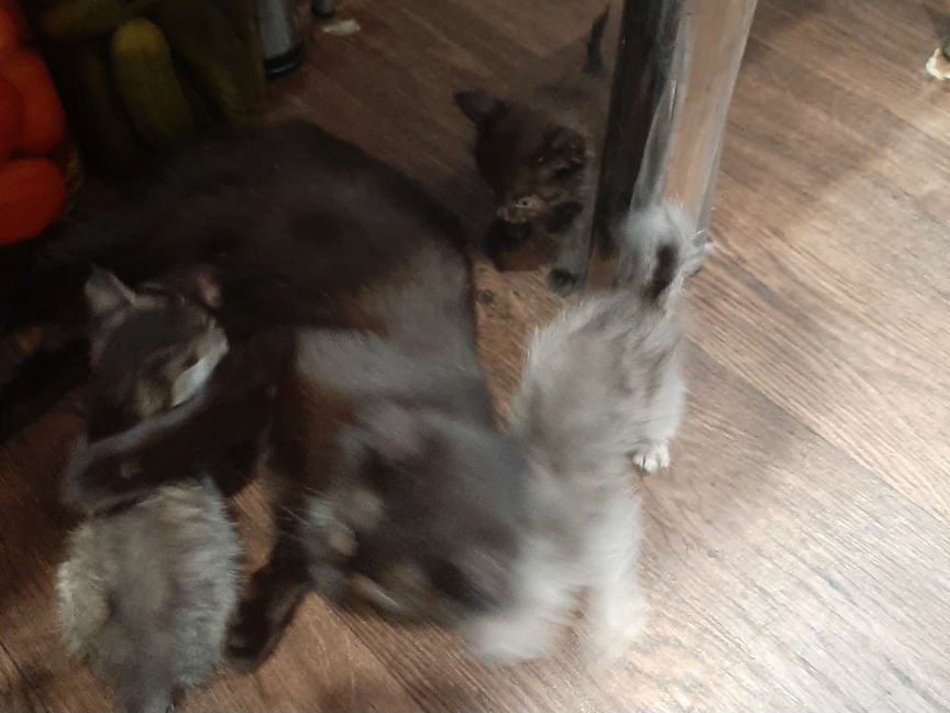 Котики бесплатно в добрые руки