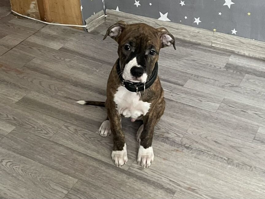 Щенок стаффа