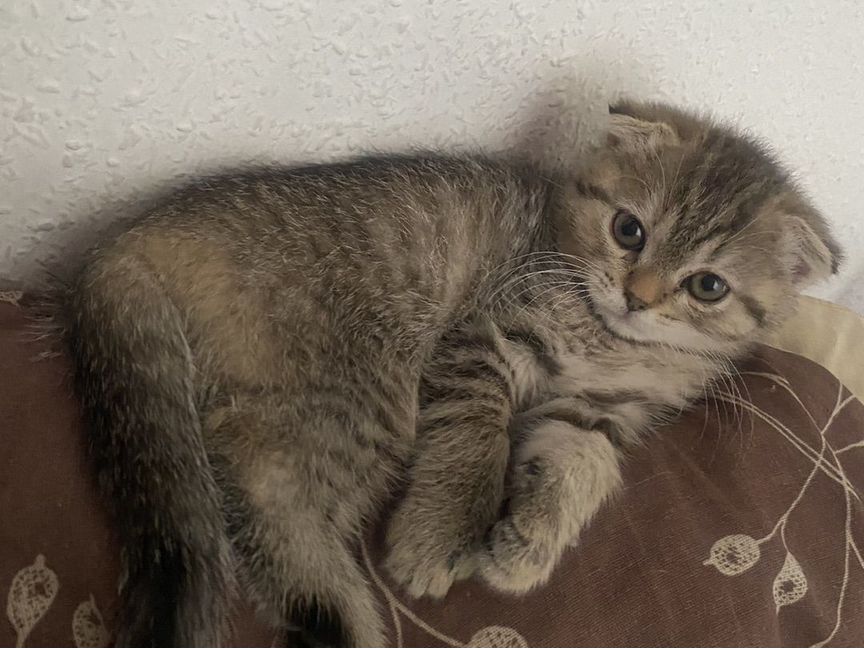 Котенок шотландский вислоухий