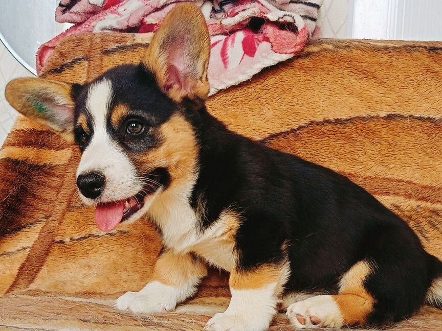 Ребятки коржатки кардиганы