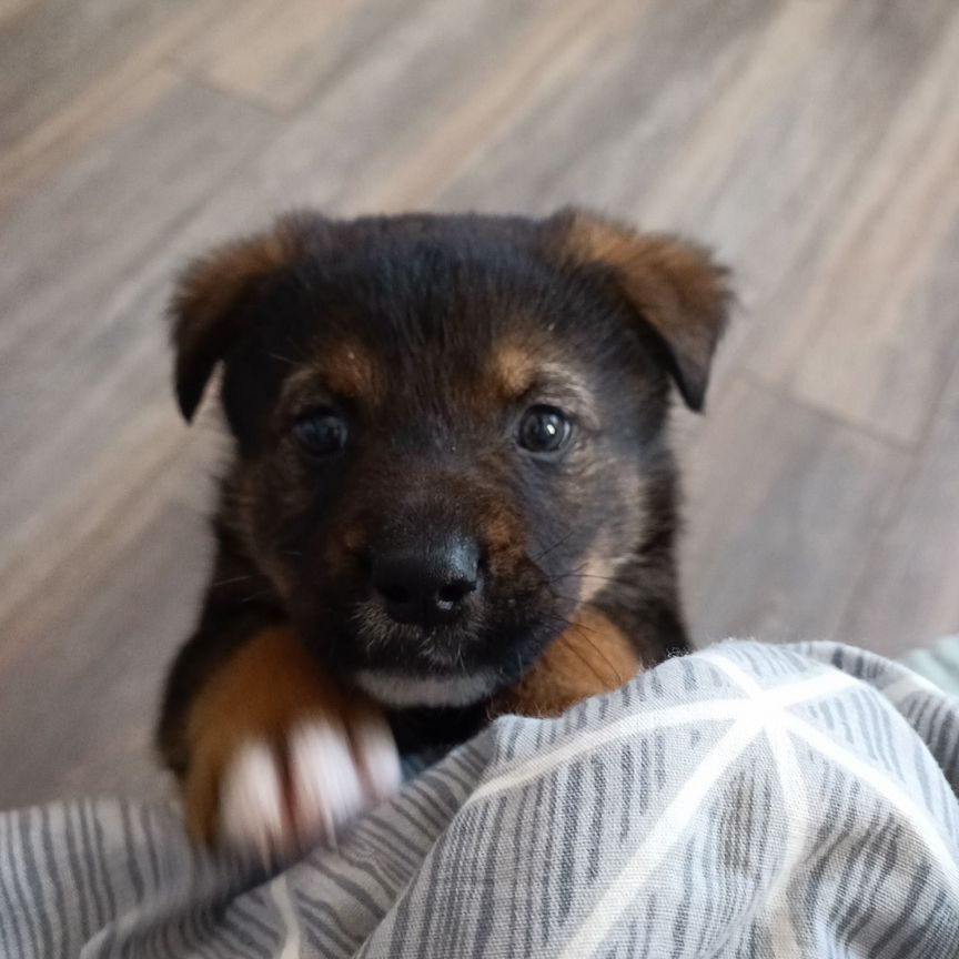 Собака 1.5 месяца