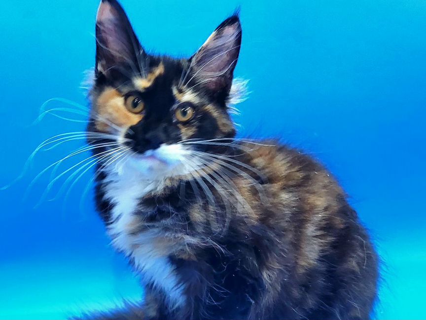 Мейн-кун полидактивная самка документами