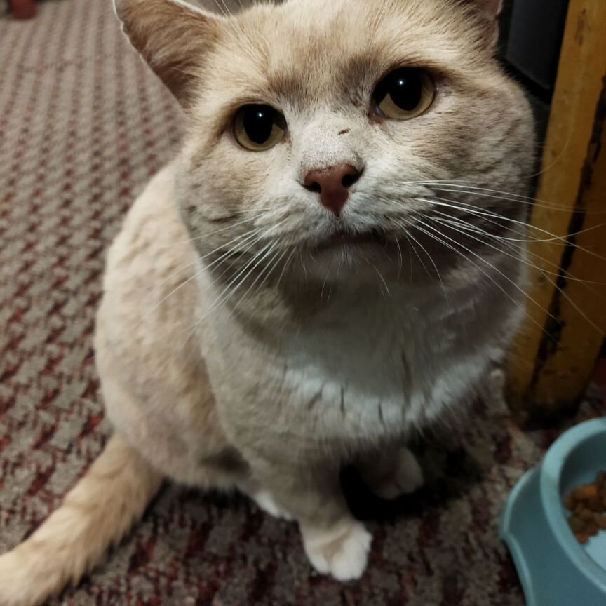 Вязка британских кошек