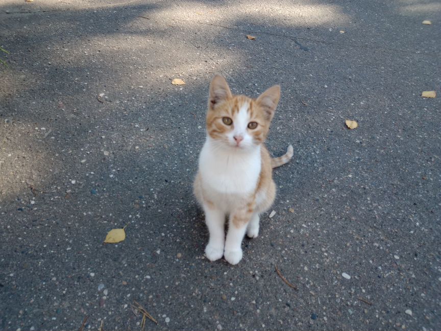 Котенок ищет дом