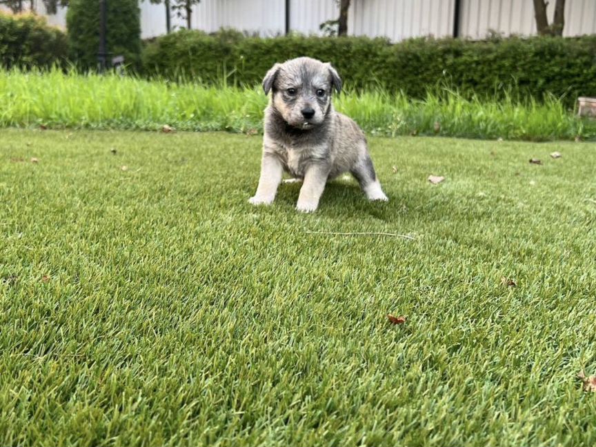 Щенки хаски