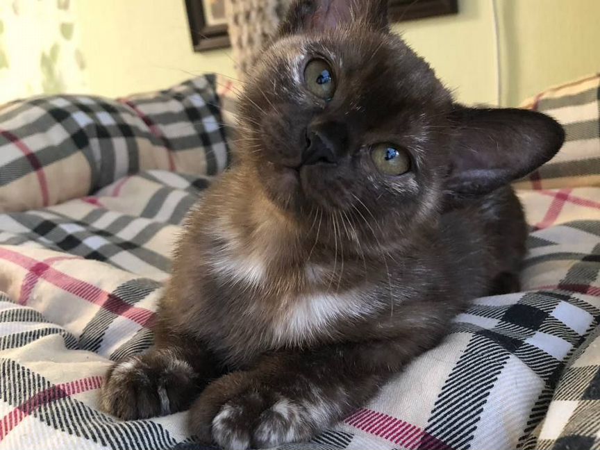 Котята бурманской кошки