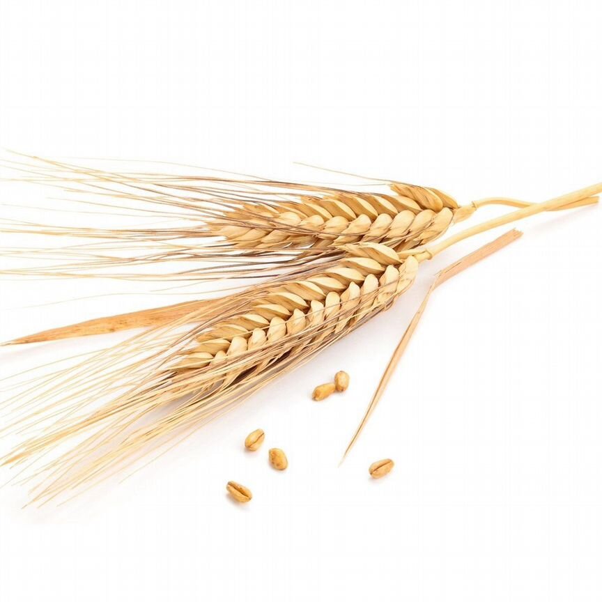 Пшеница