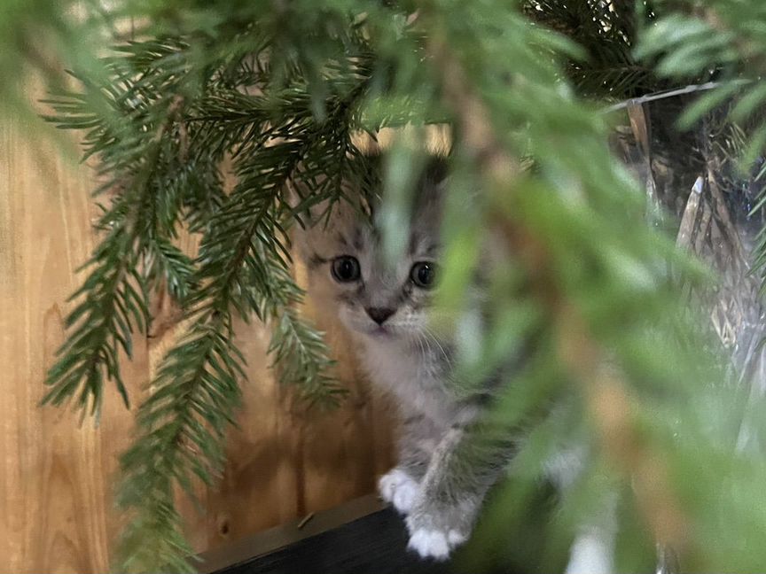 Маленькие комочки ищут дом
