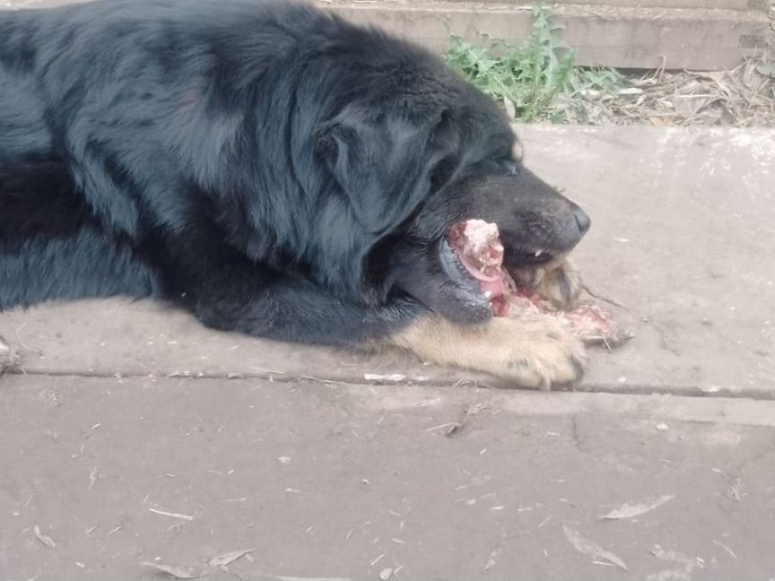 Тибетский мастиф вязка