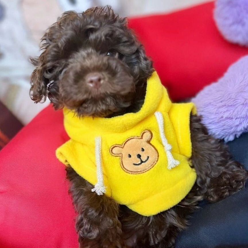 Мальтипу щенки кудряшки