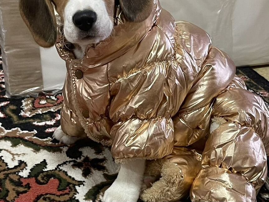 Бигль щенок девочка