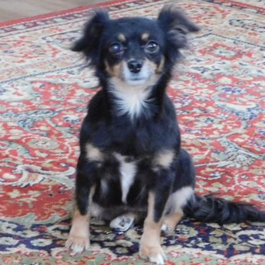 Чихуахуа, взрослая собака