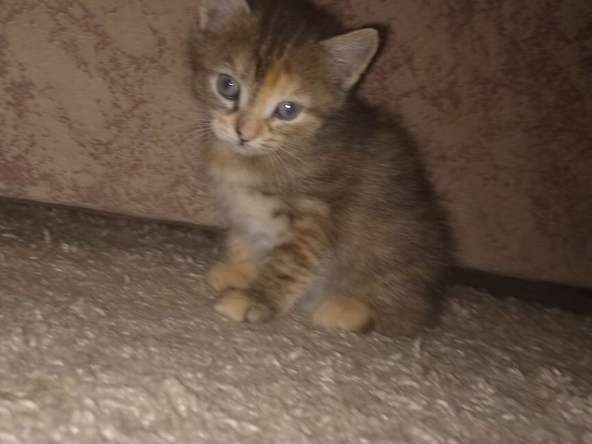 Кошка