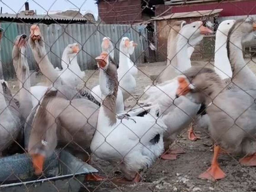 Гуси холмогорской породы