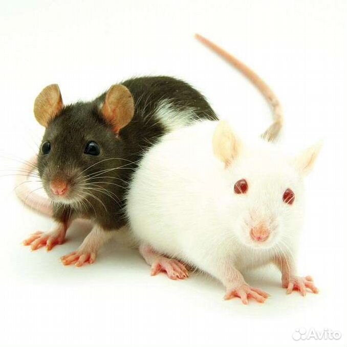 Крысята бесплатно