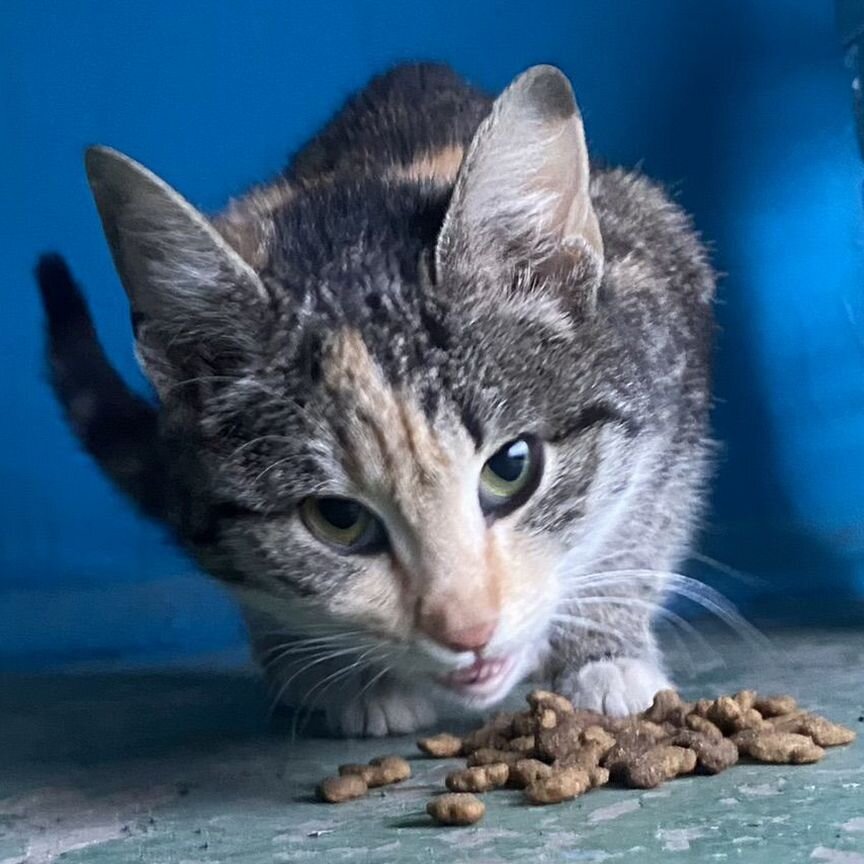 Маленькая кошечка ищет дом