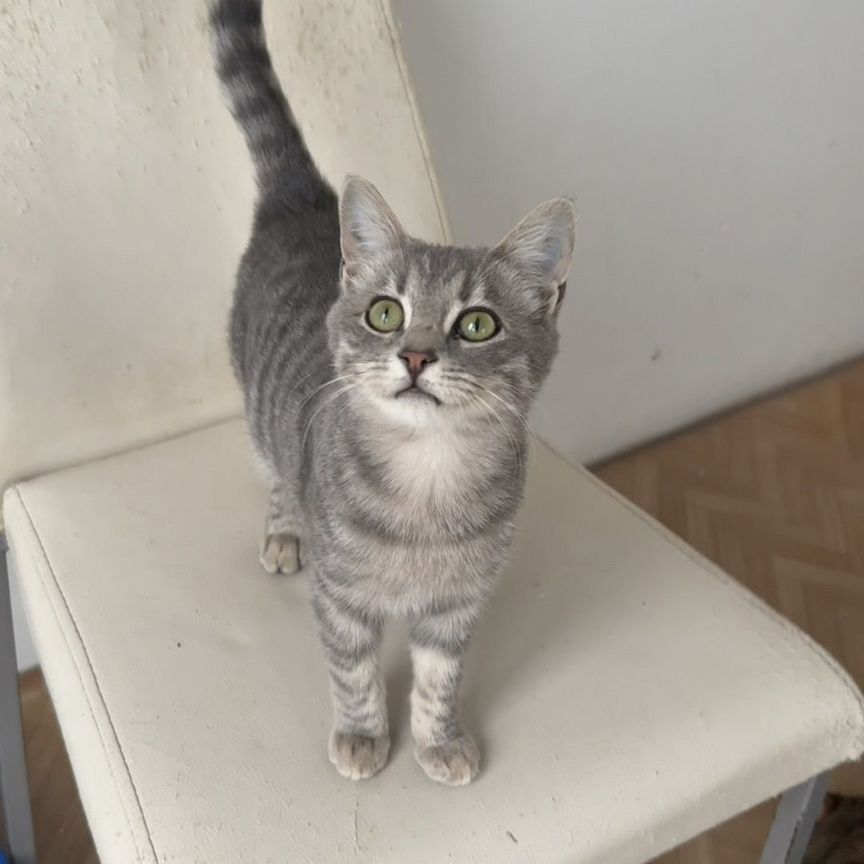 Британский короткошёрстный котёнок