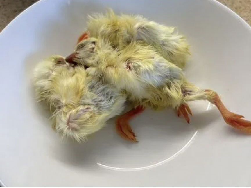 Цыплята суточные на корм