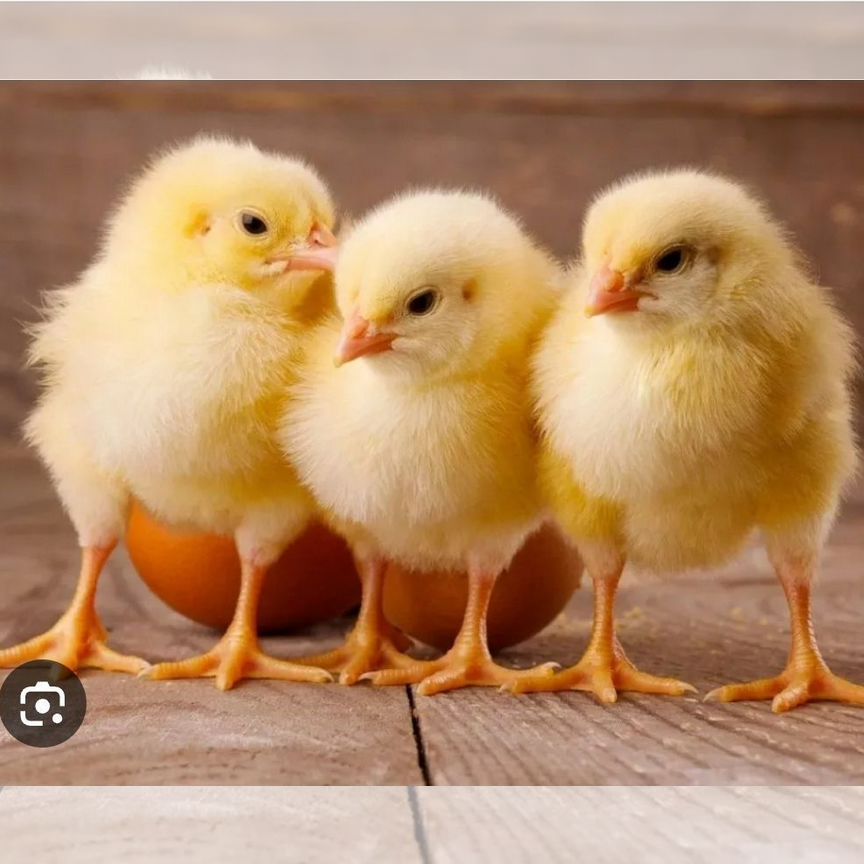 Цыплята бройлеры росс 308 суточные