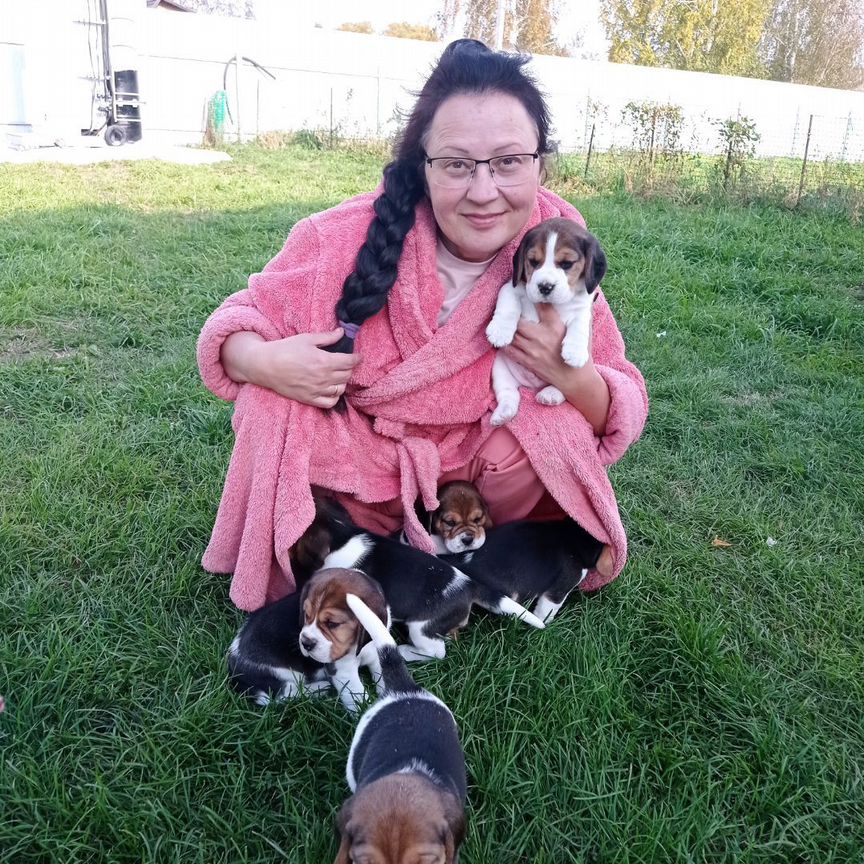 Щенки бигль