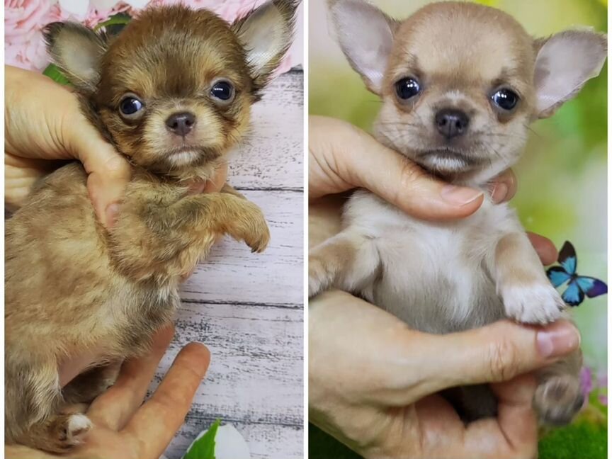 Девочки мини редкий окрас