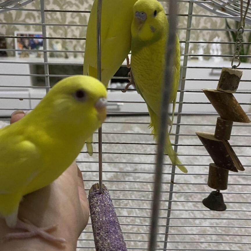 Птенцы волнистого попугайчика 56 дней