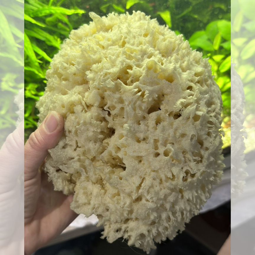 Губка средиземноморская натуральная для аквариума