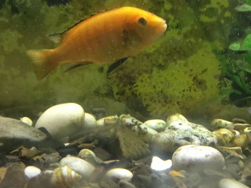 Продам малавийских цихлид и сома