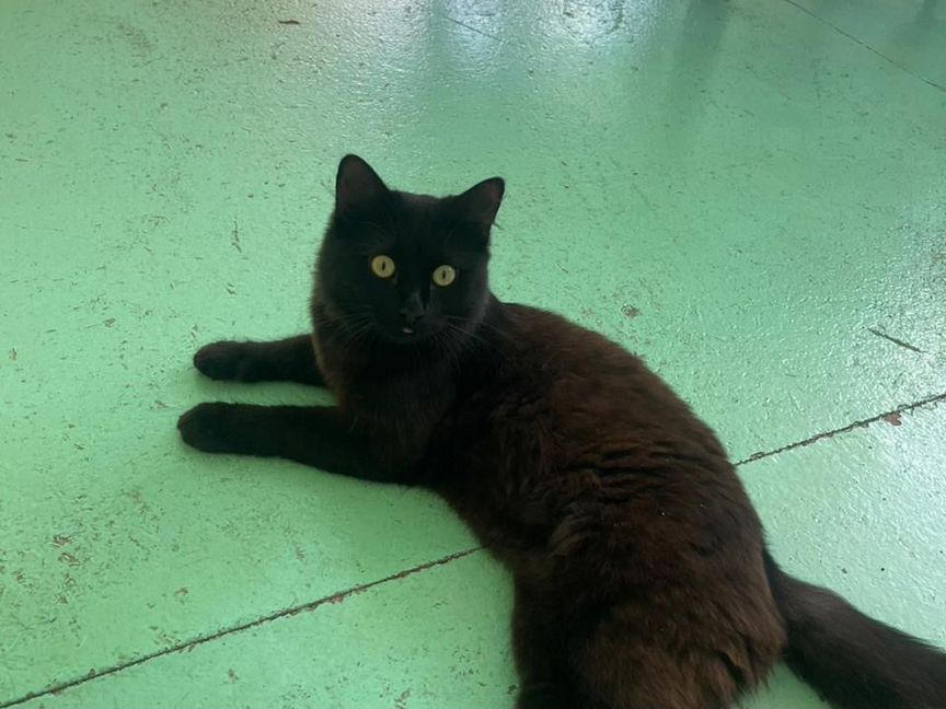 Красивый черный кот