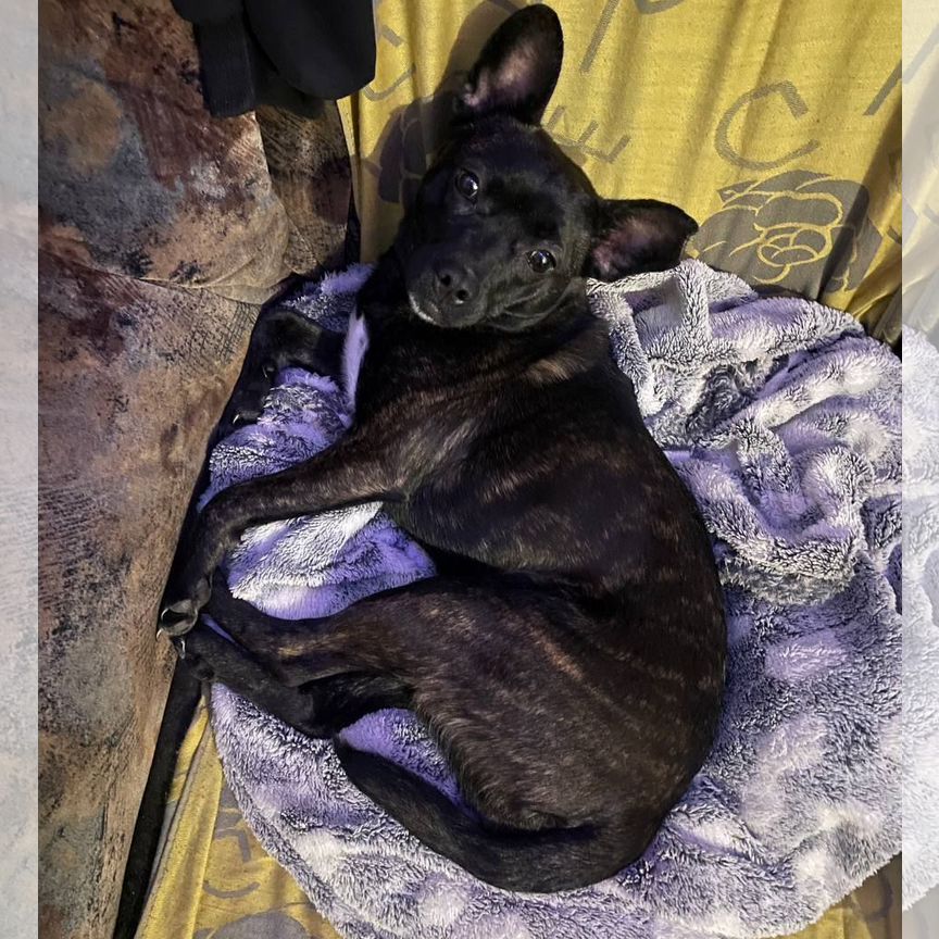 Немецкий пинчер, щенок