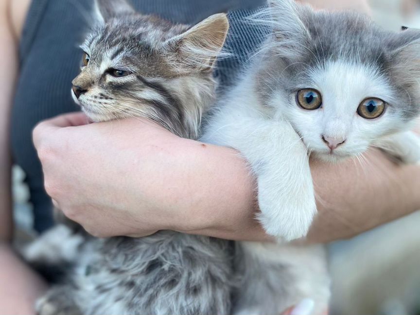 Кошка в дар, Даша Колес