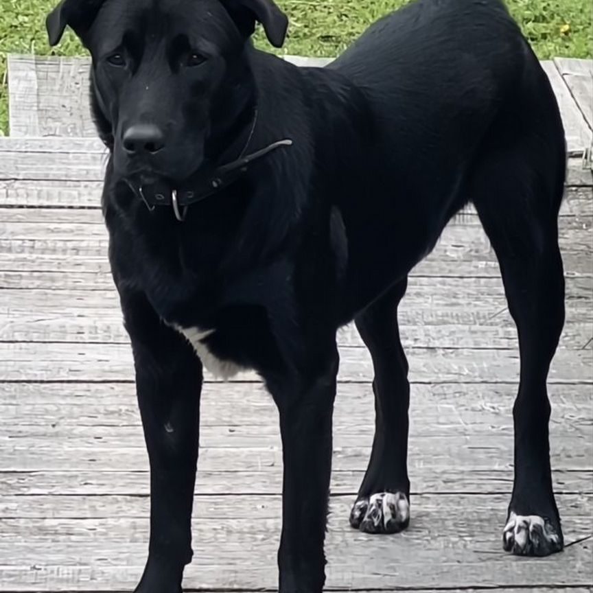 Взрослый пёс в добрые руки