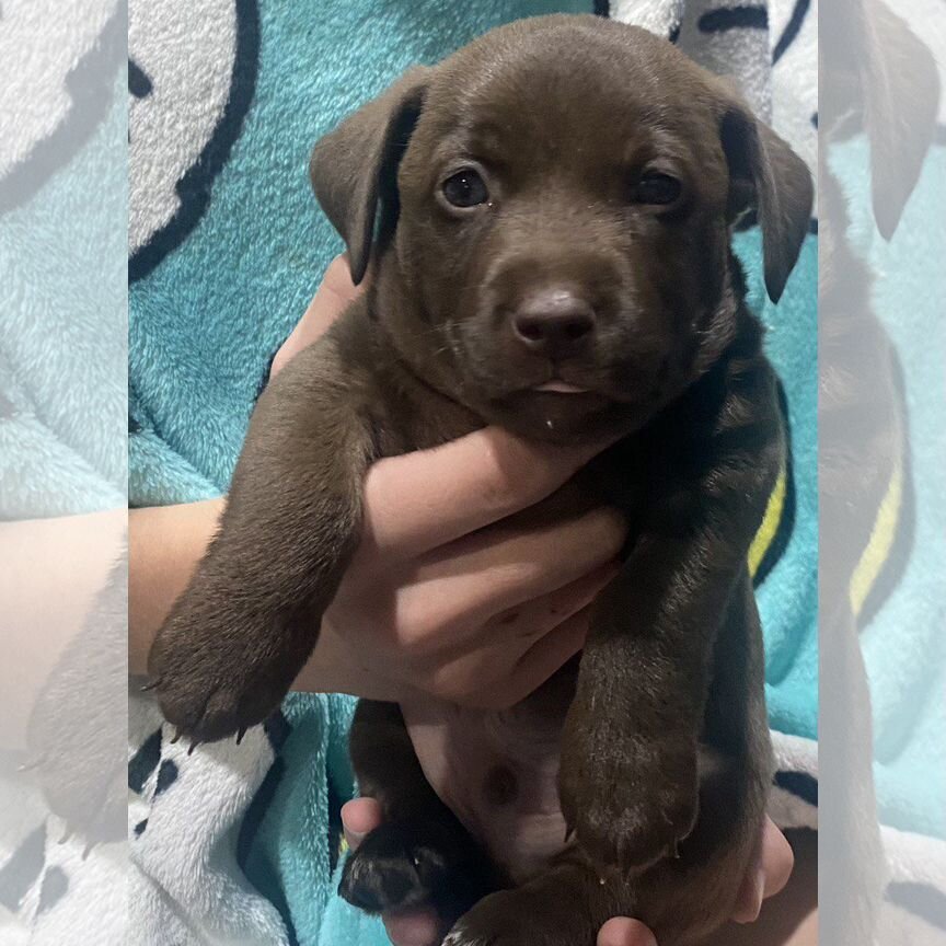 Такса, щенок