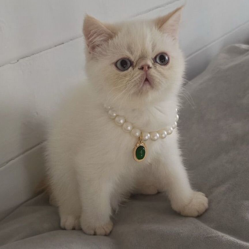 Экзотический короткошёрстный котёнок