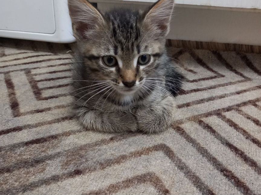 Кошки в добрые руки бесплатно