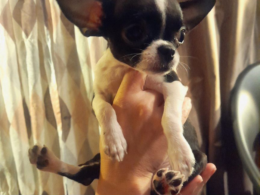 Щенок чихуахуа