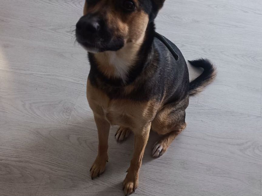 Отдам собаку В добрые руки