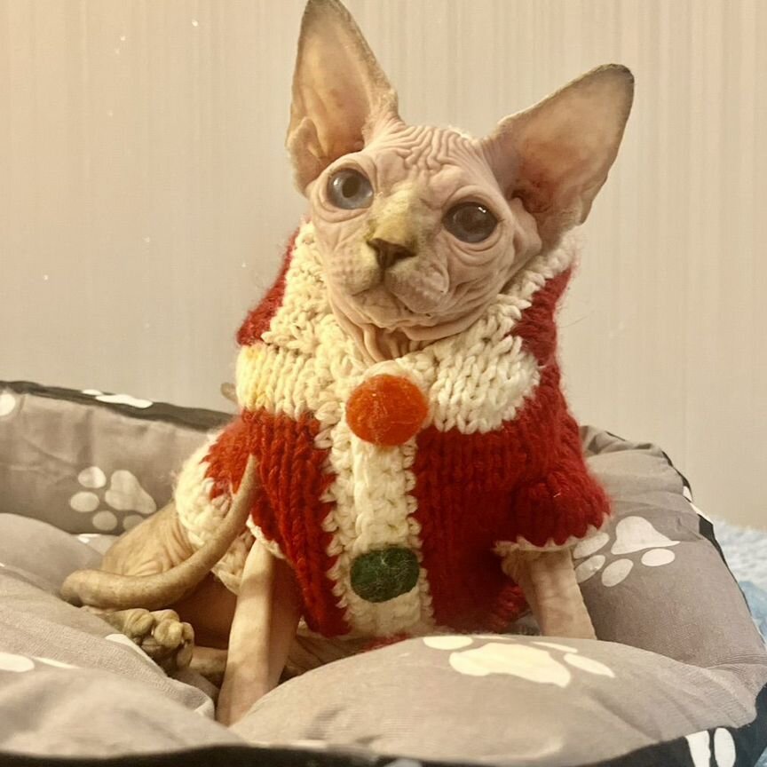 Канадский сфинкс котёнок