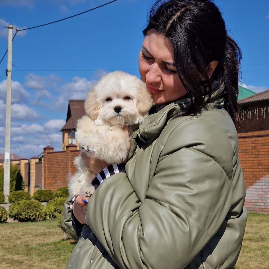 Мальчик мальтипу мини