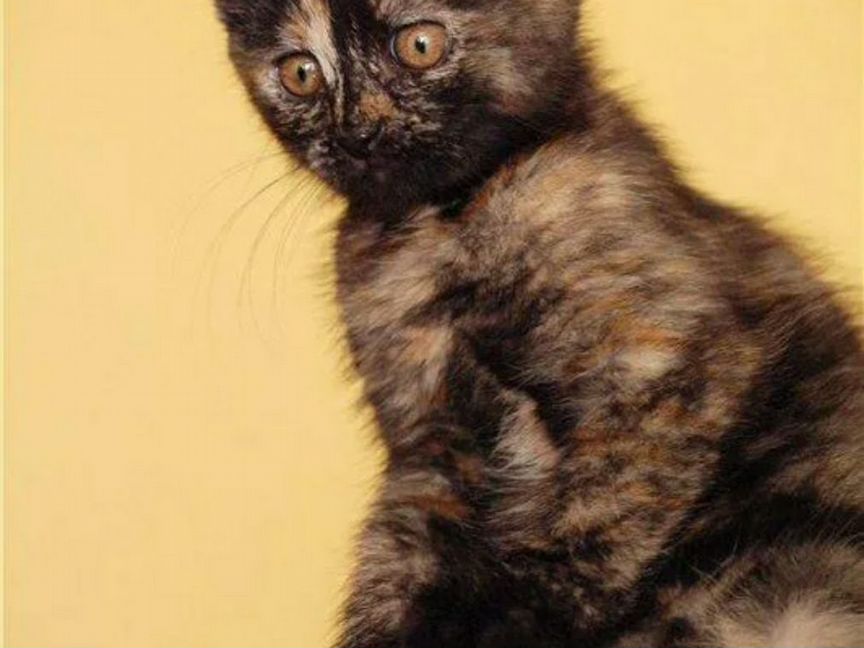 Котёнок ищет дом
