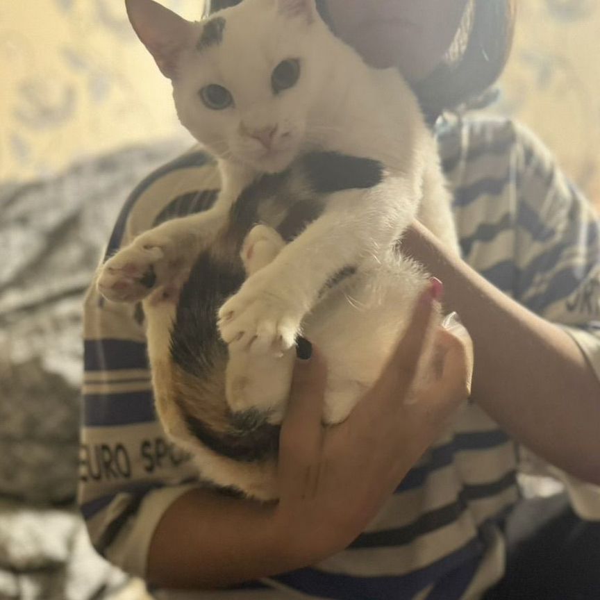 Кошка в добрые руки