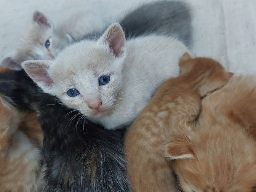 Котенок - полукровка