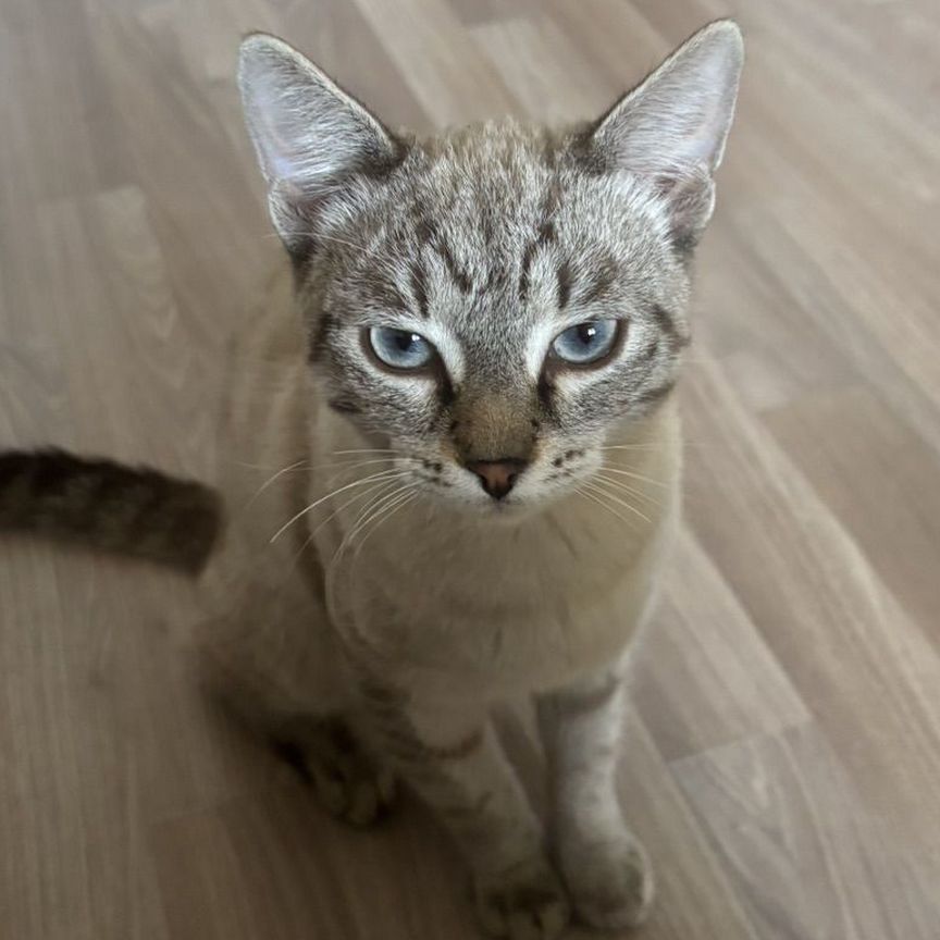 Шотландский вислоухий короткошёрстный котёнок