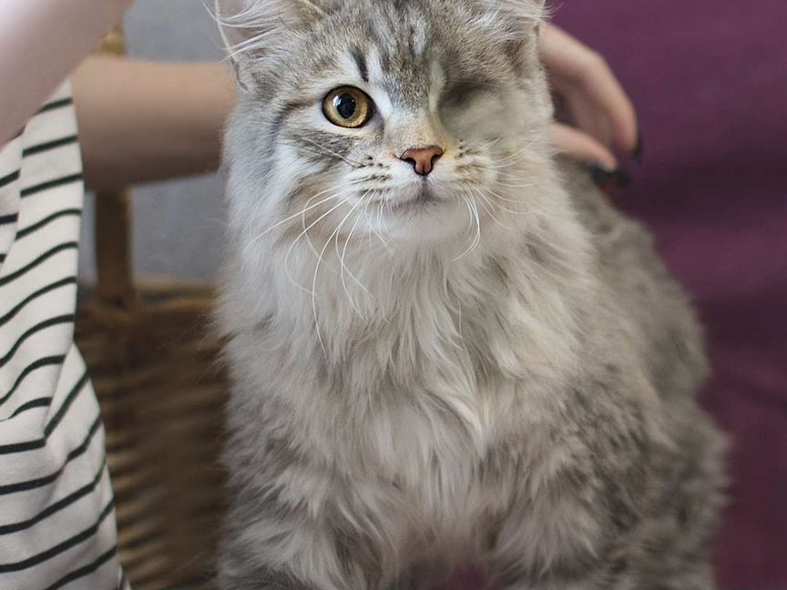 Котик в добрые руки
