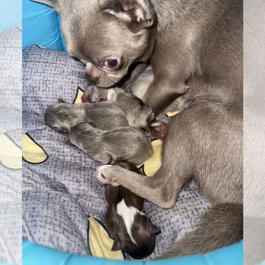 Чихуахуа, щенок