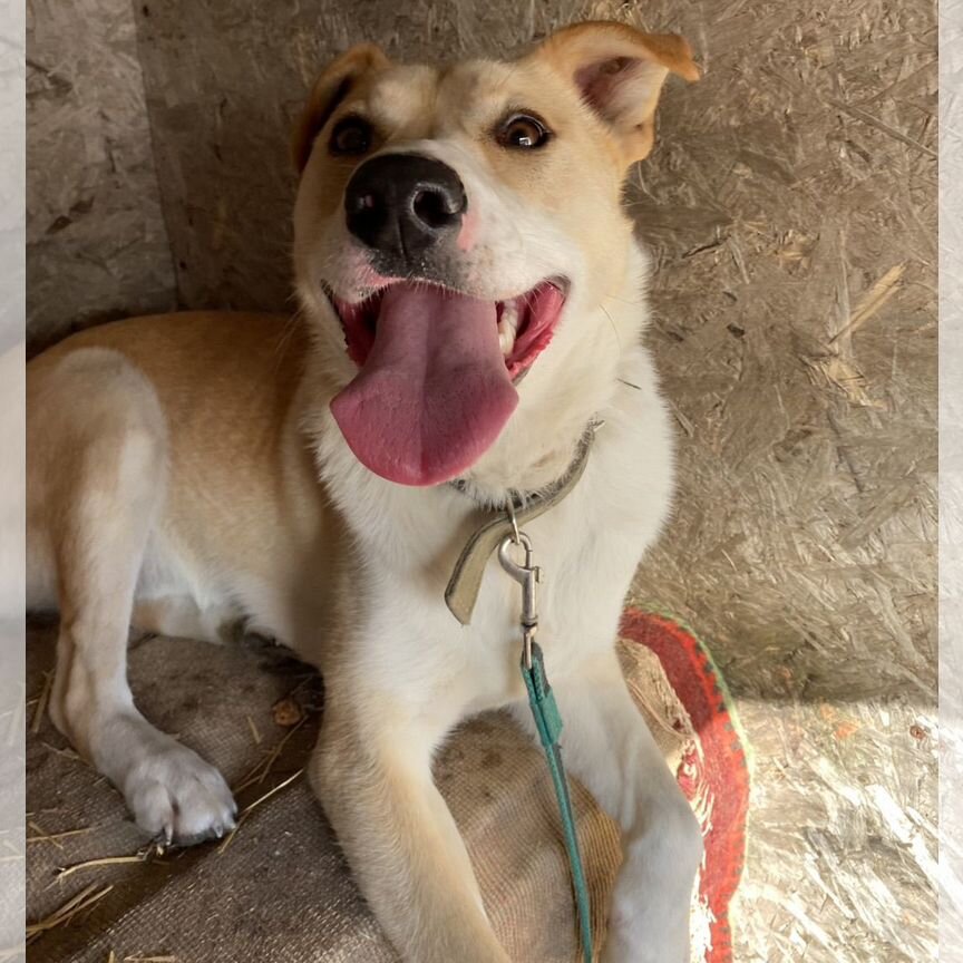 Взрослый пёс в добрые руки