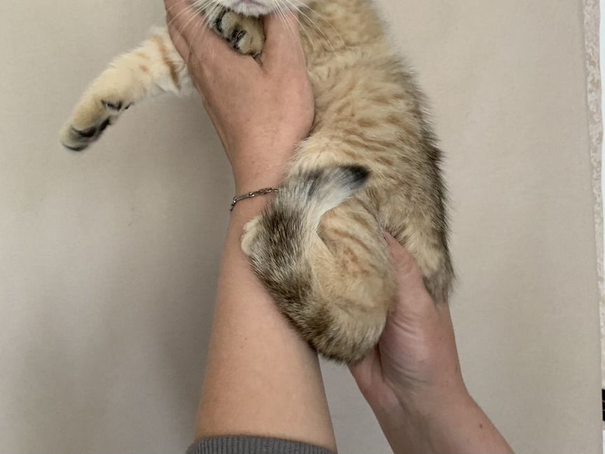 Шотландские котята, девочка