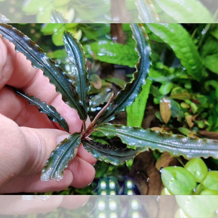 Аквариумные растения (буцефаландры)